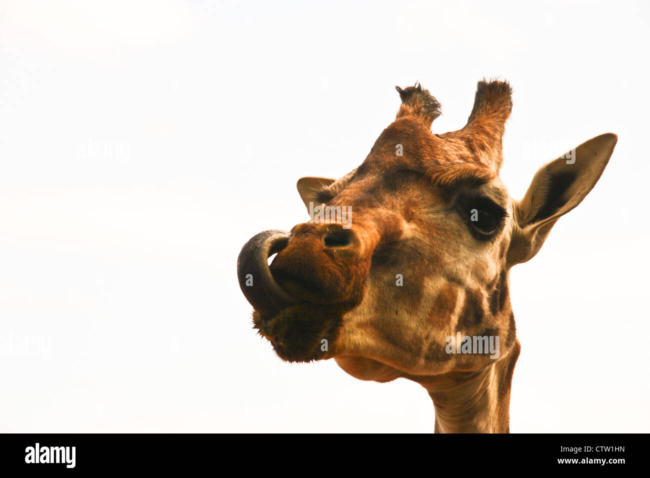 Sticking tongue Cut Out Stock Images & Pictures - Alamy