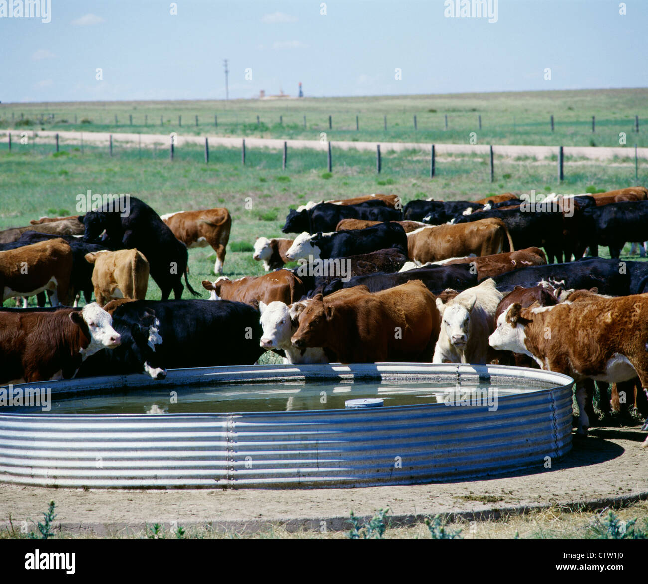 HEIFER CALVES, ABOUT 600-700 LBS Stock Photo - Alamy