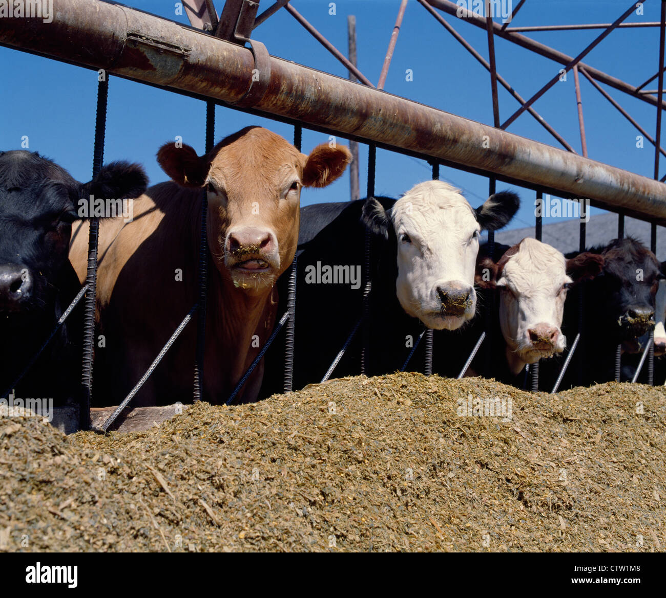 1000 lb animal hi-res stock photography and images - Alamy