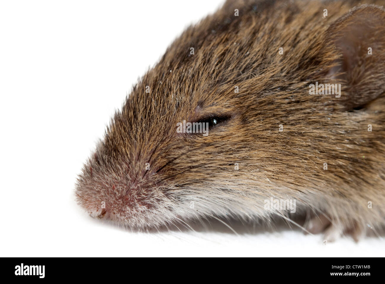 mouse isolated on white background Stock Photo - Alamy