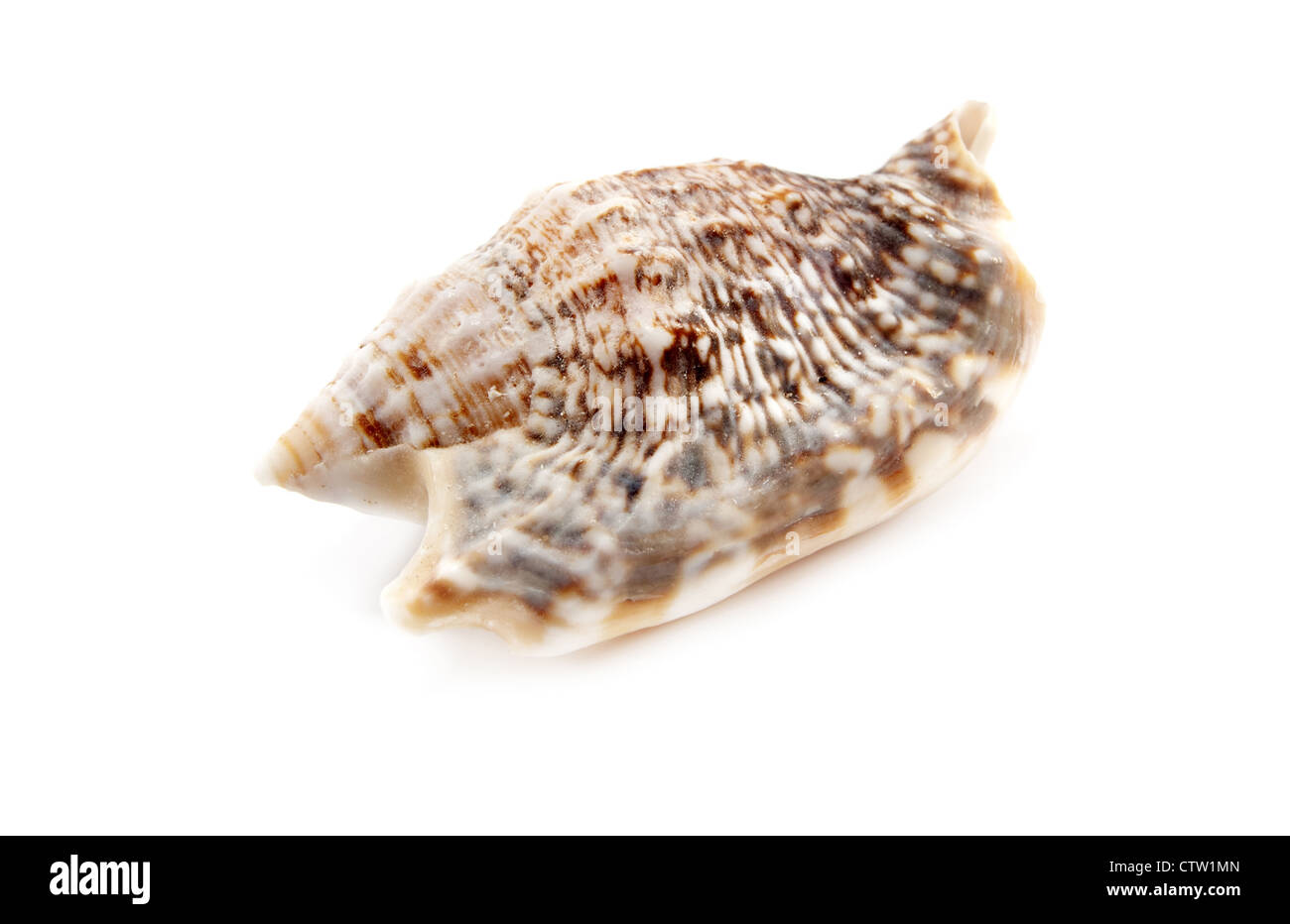 marine sea shell in a studio setting against a white background Stock ...