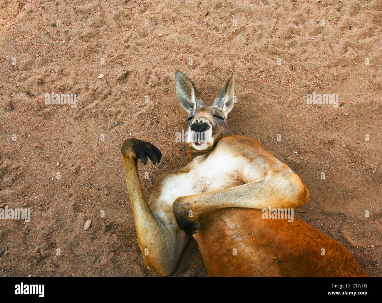 Giant Red Kangaroo asleep on his back Stock Photo - Alamy