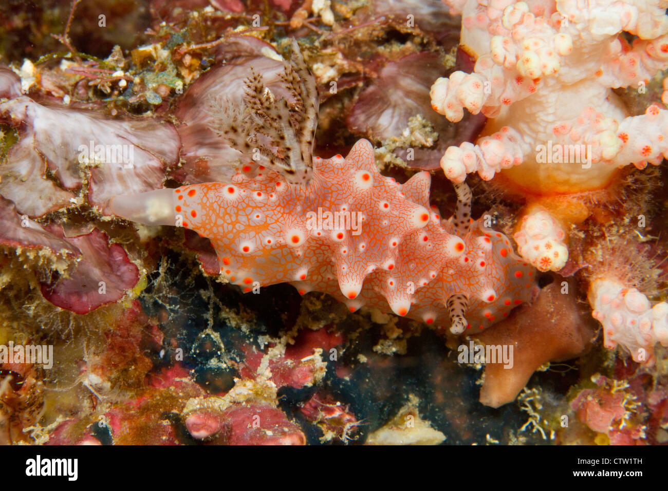 Halgerda batangas nudibranch, Mabul, Borneo, Malaysia Stock Photo - Alamy