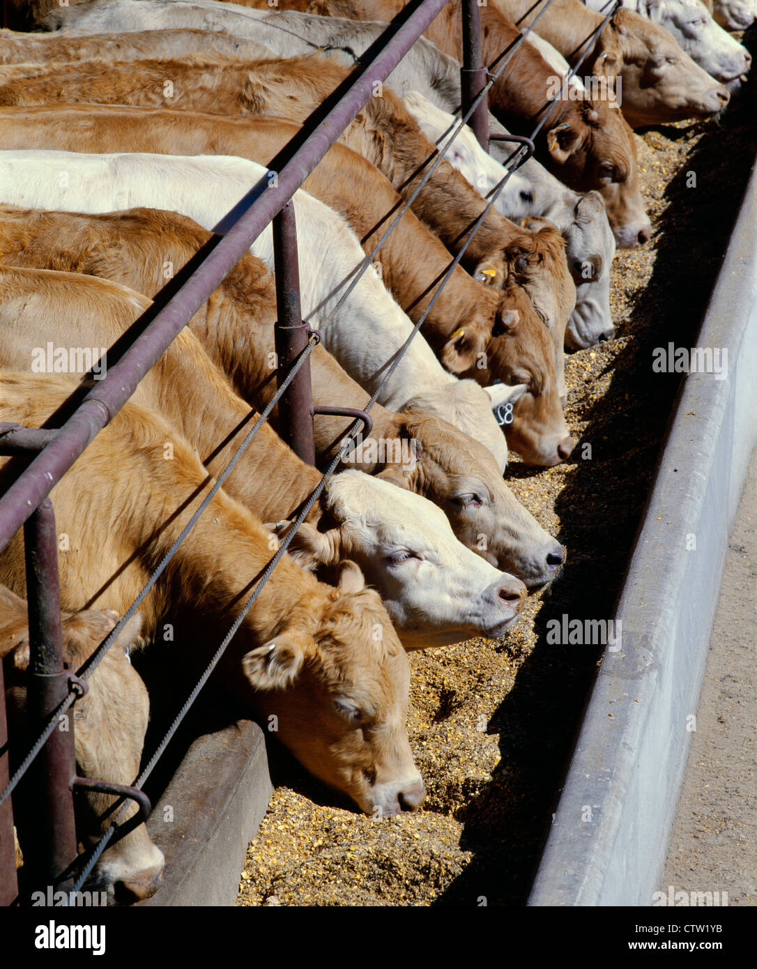 CROSSBRED BEEF CATTLE FEEDING / FLORIDA Stock Photo - Alamy