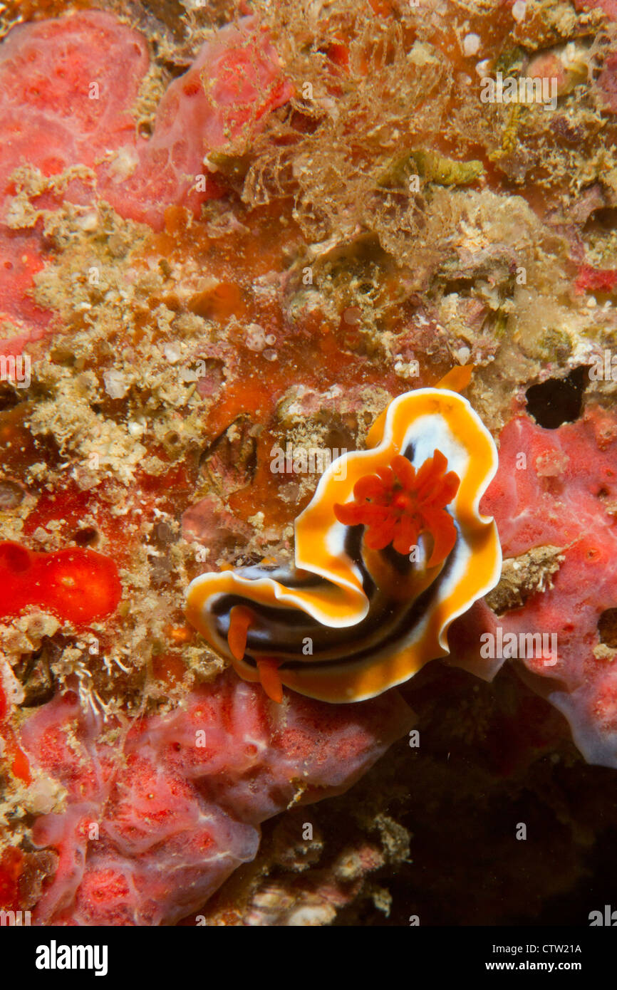Chromodoris magnifica nudibranch, Mabul, Borneo, Malaysia Stock Photo ...