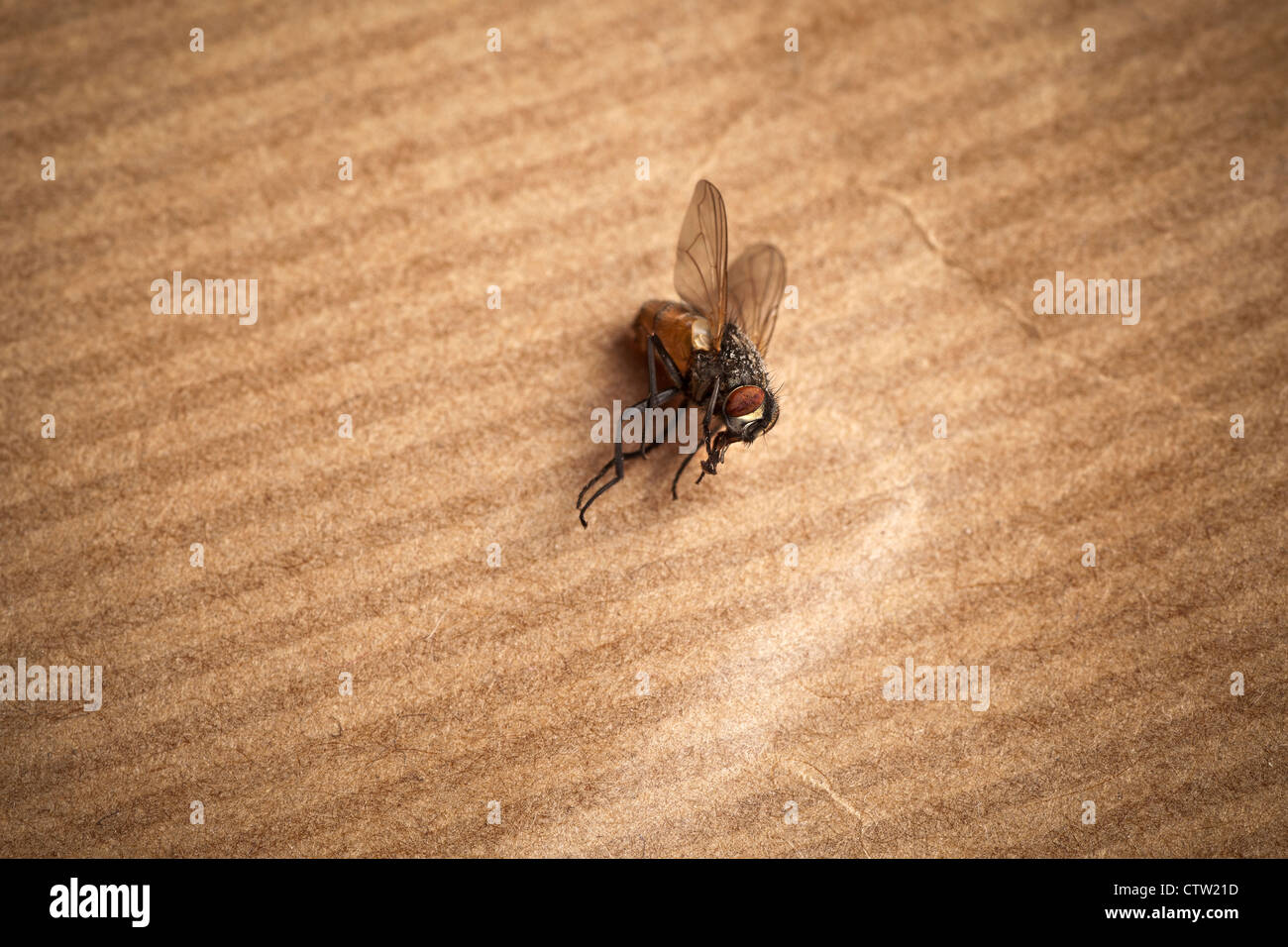 Dead house fly on brown paper background Stock Photo - Alamy
