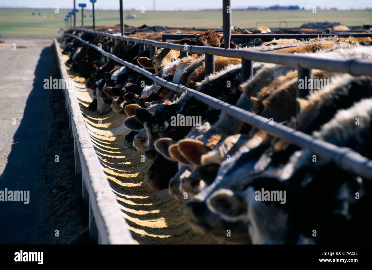 Cattle feedlot texas hi-res stock photography and images - Alamy