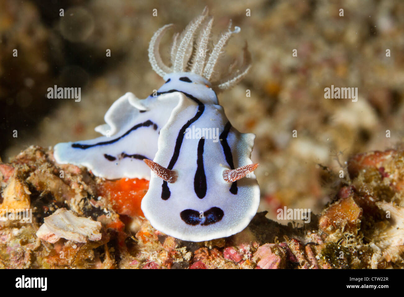 Chromodoris High Resolution Stock Photography and Images - Alamy