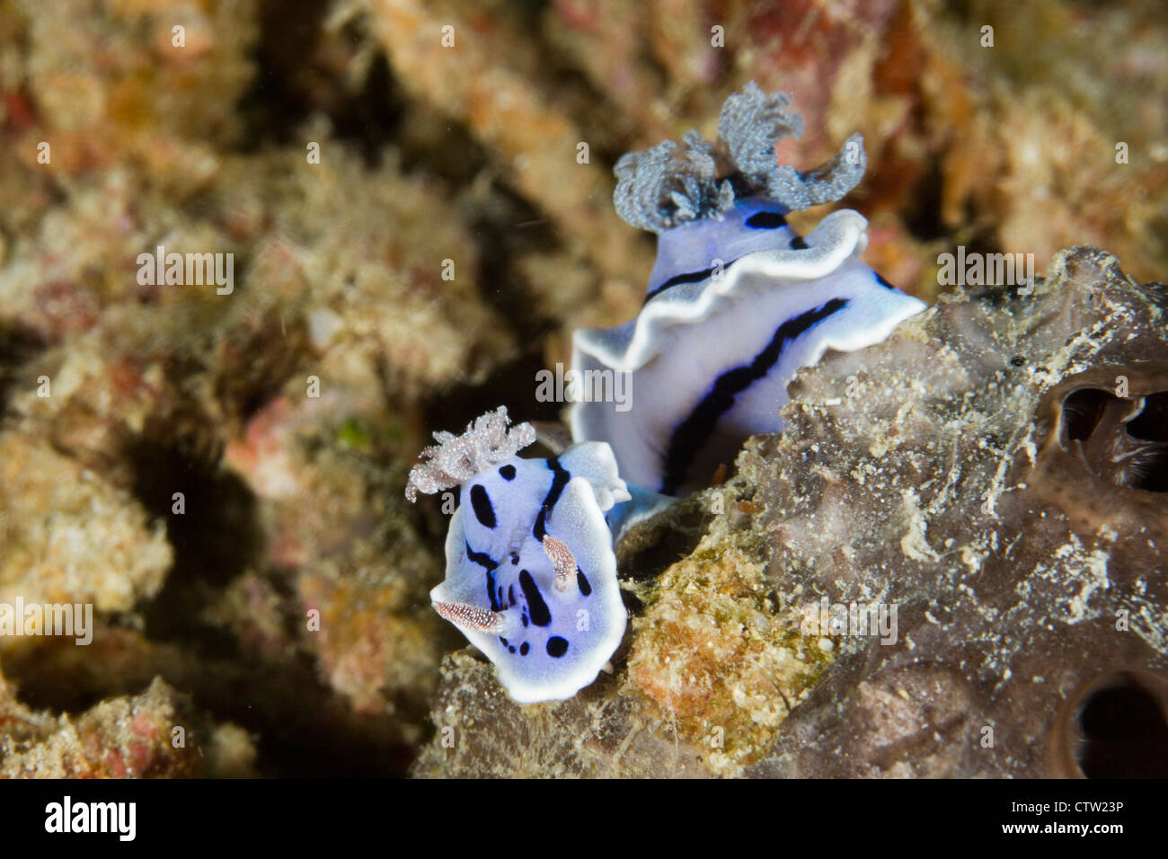 Chromodoris hi-res stock photography and images - Alamy