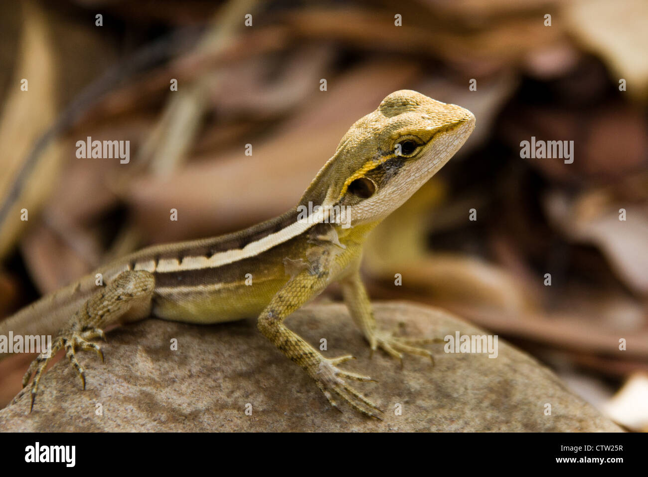 Striped Lizard on a rock Outback Australia Stock Photo - Alamy