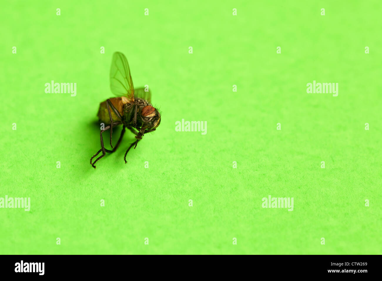 Dead house fly hi-res stock photography and images - Alamy