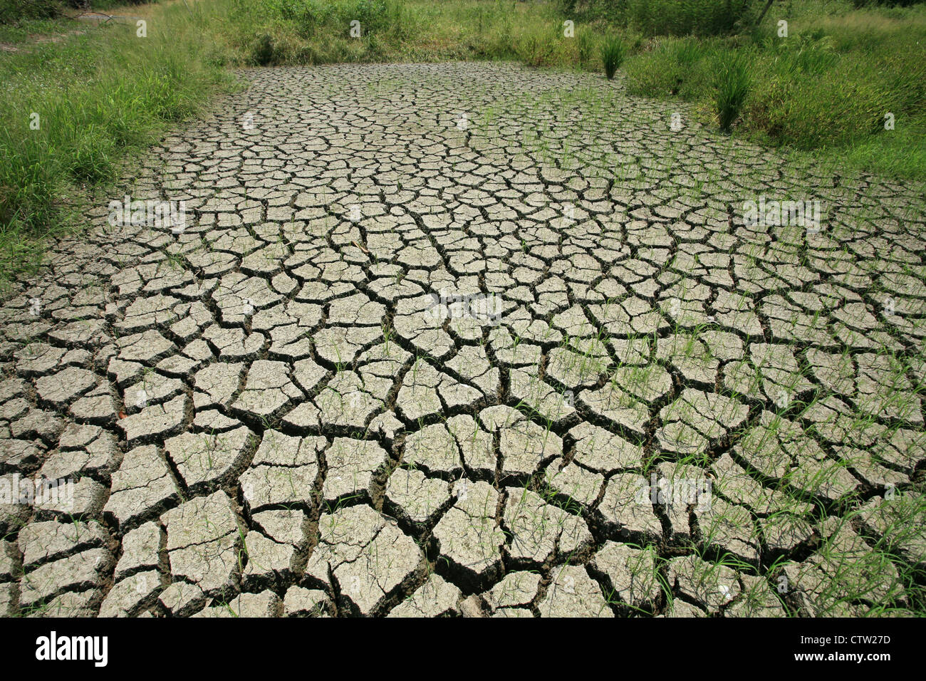 Dry cracked mud and survived grass at cultivated farm Stock Photo - Alamy