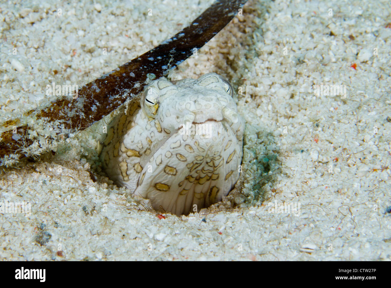 Clown Snake Eel (Ophichthus bonaparti), Mabul, Borneo, Malaysia Stock ...