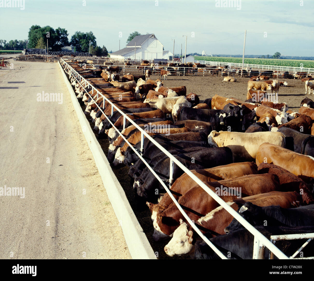 Cows at feed bunk hi-res stock photography and images - Alamy