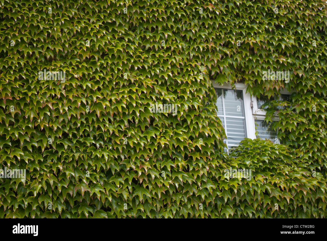 Window surrounded by Virgina creeper Stock Photo - Alamy