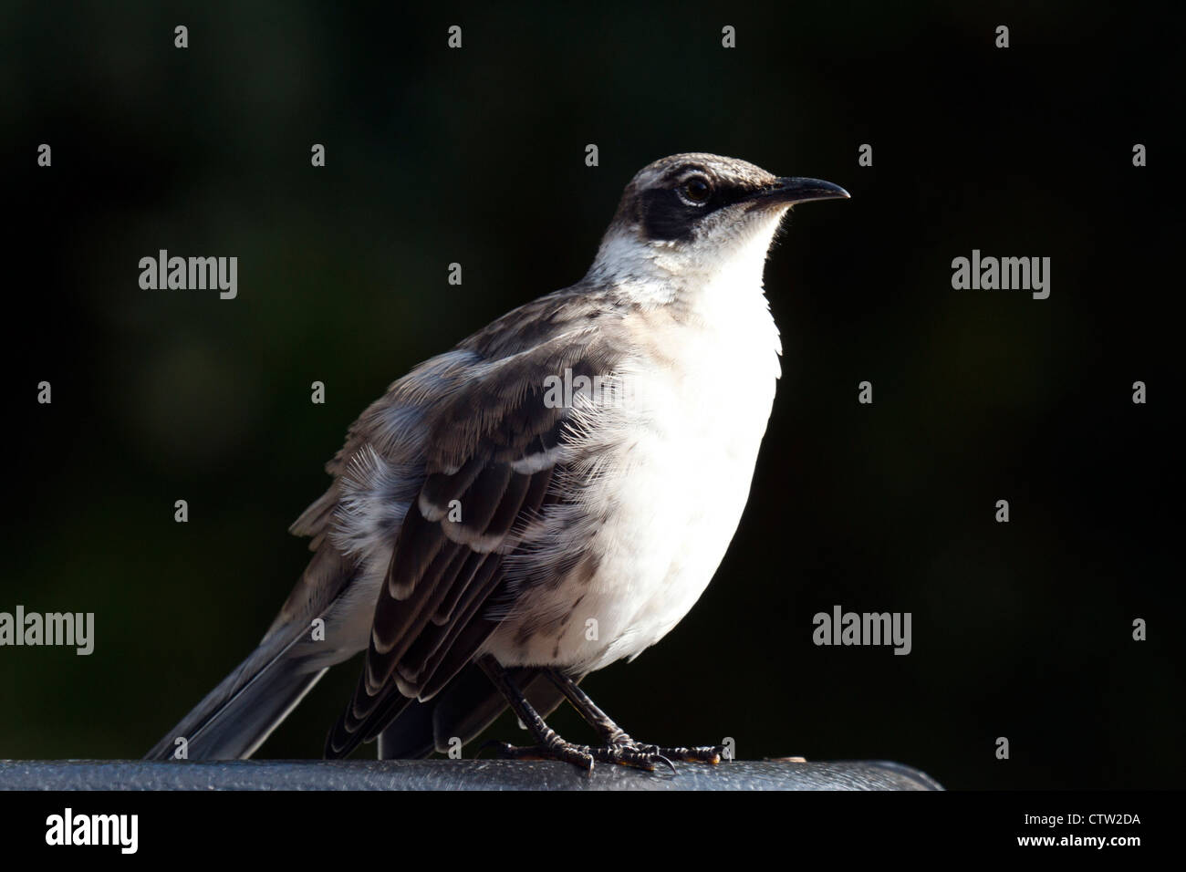 Galapagos Mockingbird (Mimus parvulus), Galapagos Islands National Park ...