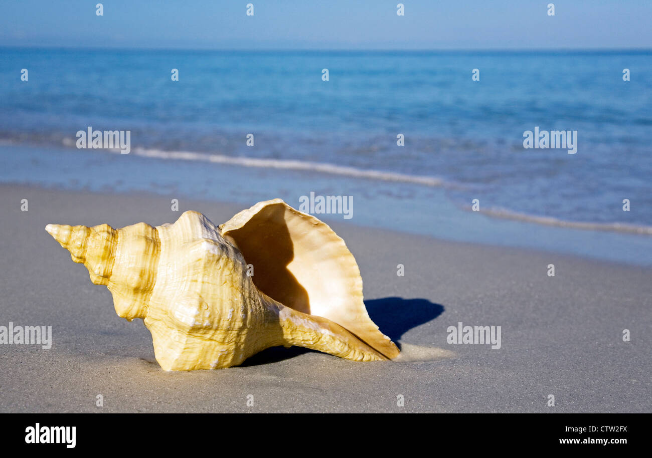 Conch Shell on Beach Stock Photo - Alamy