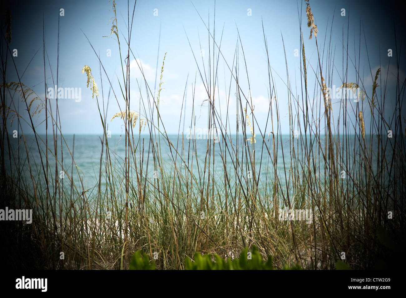 Ocean grass hi-res stock photography and images - Alamy