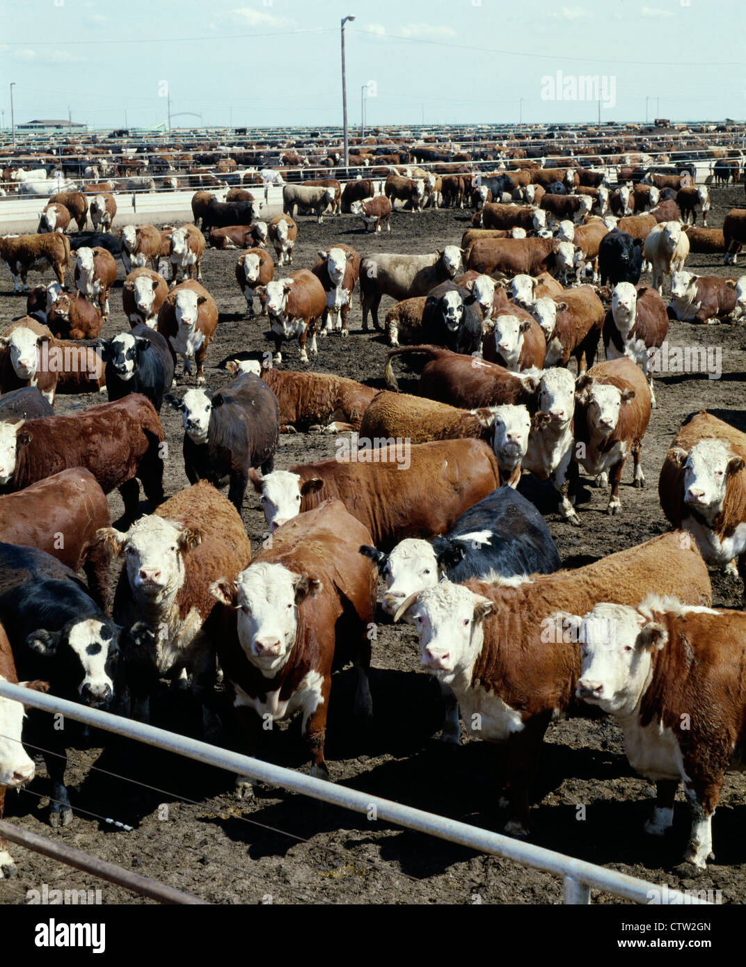 Feedlot texas hi-res stock photography and images - Alamy