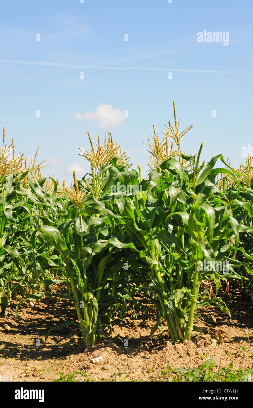 Growing sweet corn hi-res stock photography and images - Alamy
