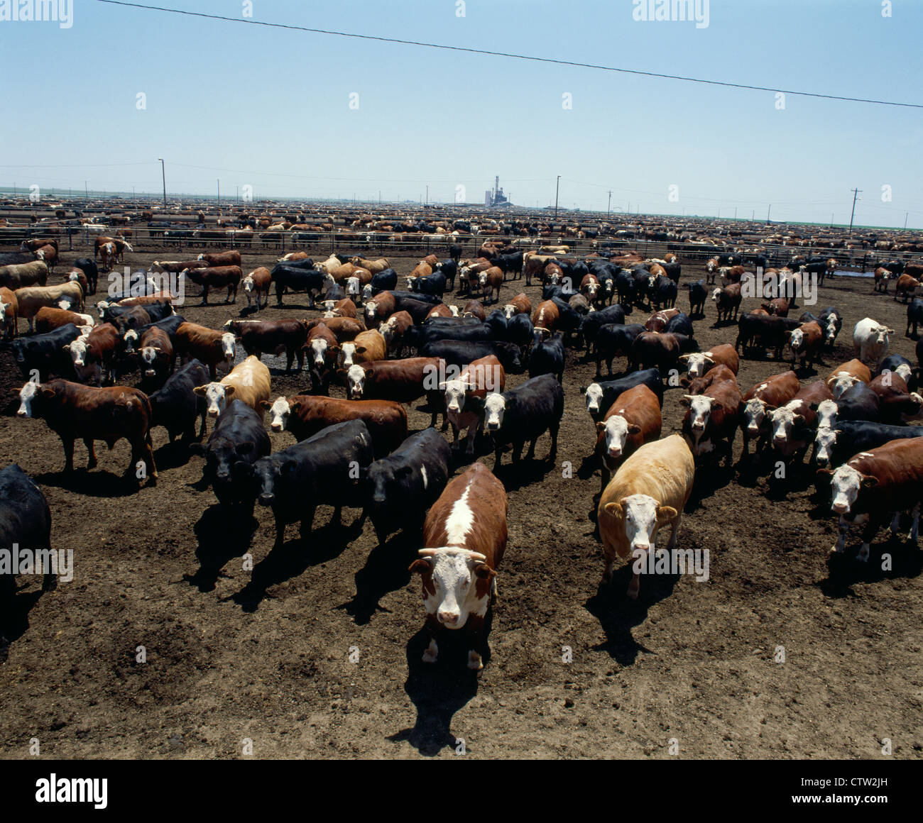 Cattle feedlot texas hi-res stock photography and images - Alamy