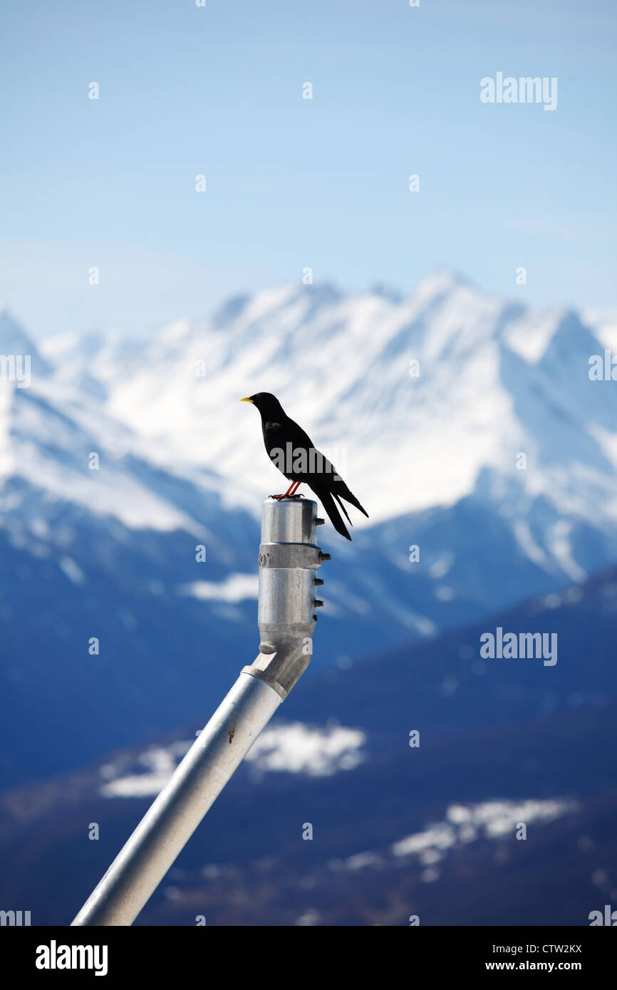 ice top mountains starling bird Stock Photo - Alamy
