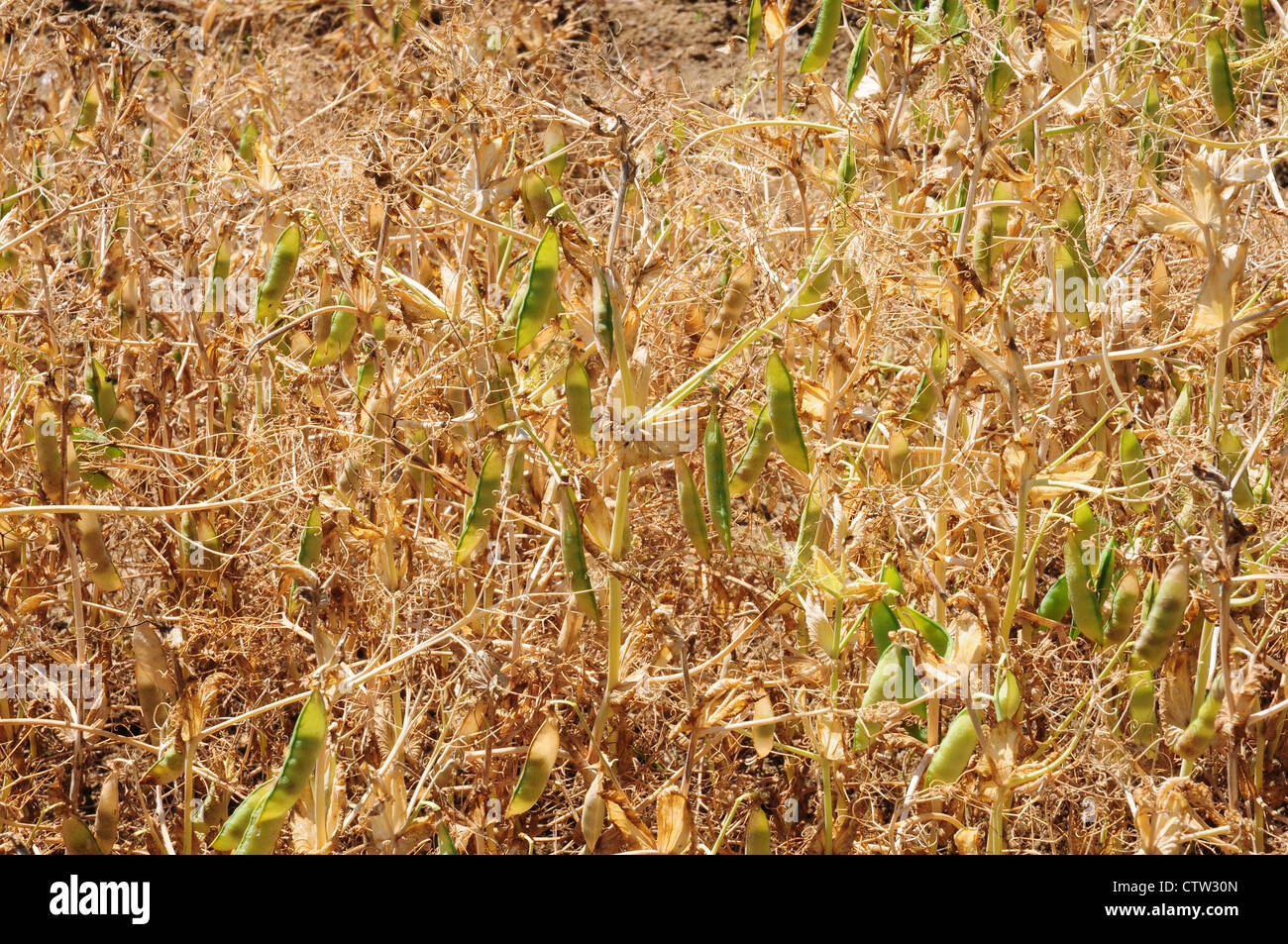 Dessicate hi-res stock photography and images - Alamy