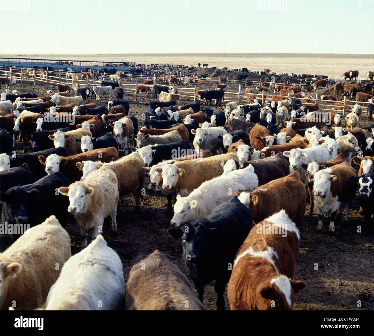 VARIOUS BREEDS OF STEERS IN FARMYARD, 900-1000 LB. / KANSAS Stock Photo ...