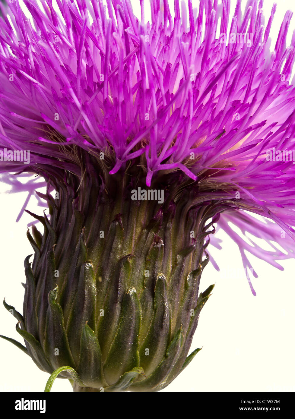 Thistle prickles hi-res stock photography and images - Alamy