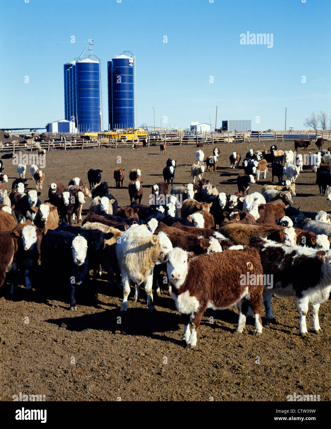 Large feedlot hi-res stock photography and images - Alamy
