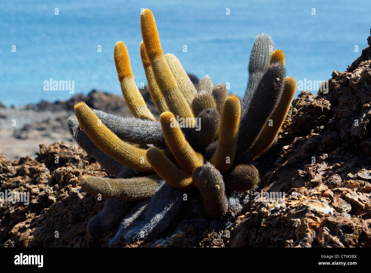 Lava galapagos plant plants hi-res stock photography and images - Alamy