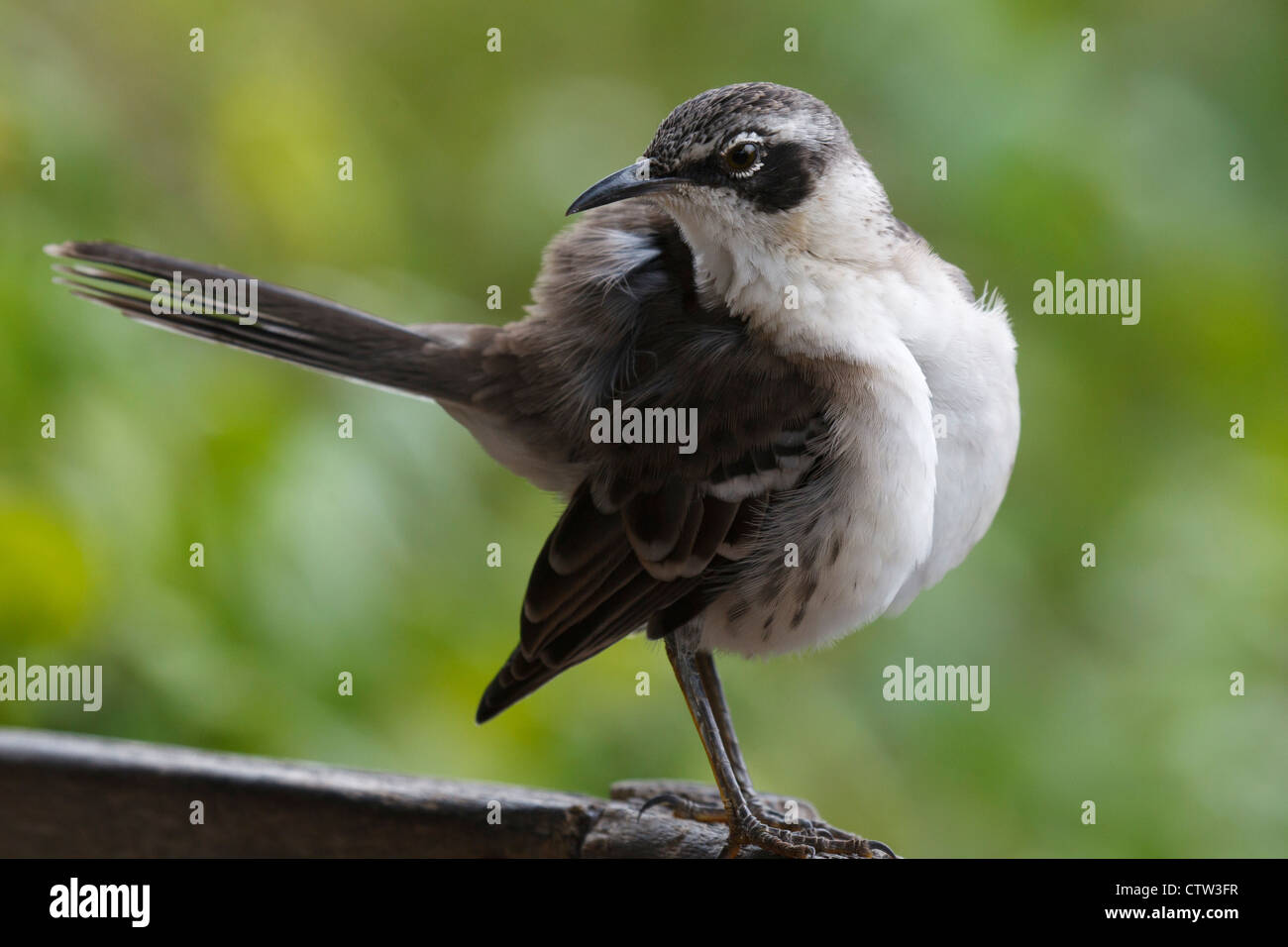 Galpagos Mockingbird (Mimus parvulus) near Tortuga Bay, Galapagos ...