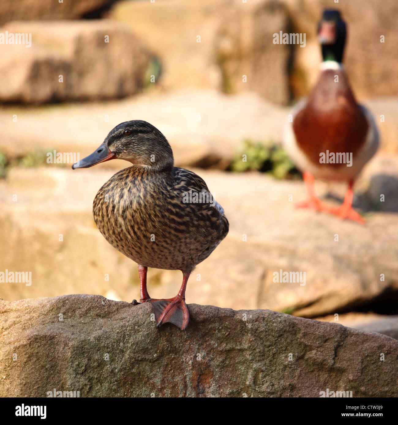 Duck in zoo hi-res stock photography and images - Alamy