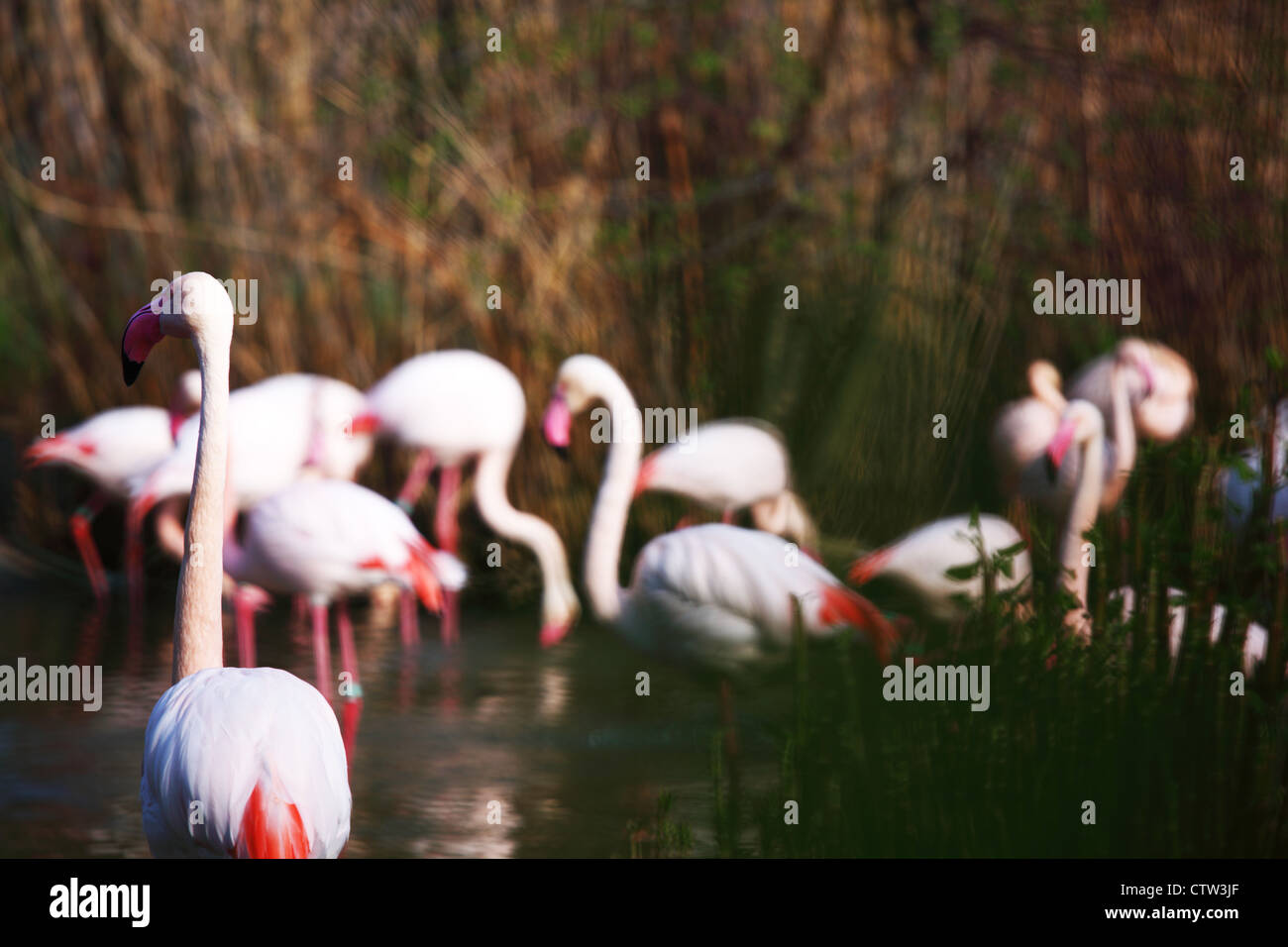Pink flamingo water hi-res stock photography and images - Alamy