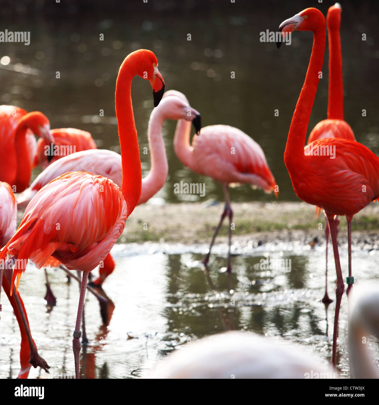 pink flamingo in zoo close up Stock Photo - Alamy