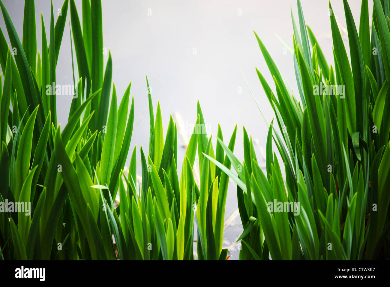 grass on water background Stock Photo - Alamy