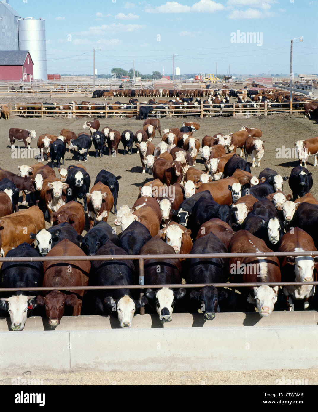 Cattle feedlot colorado hi-res stock photography and images - Alamy