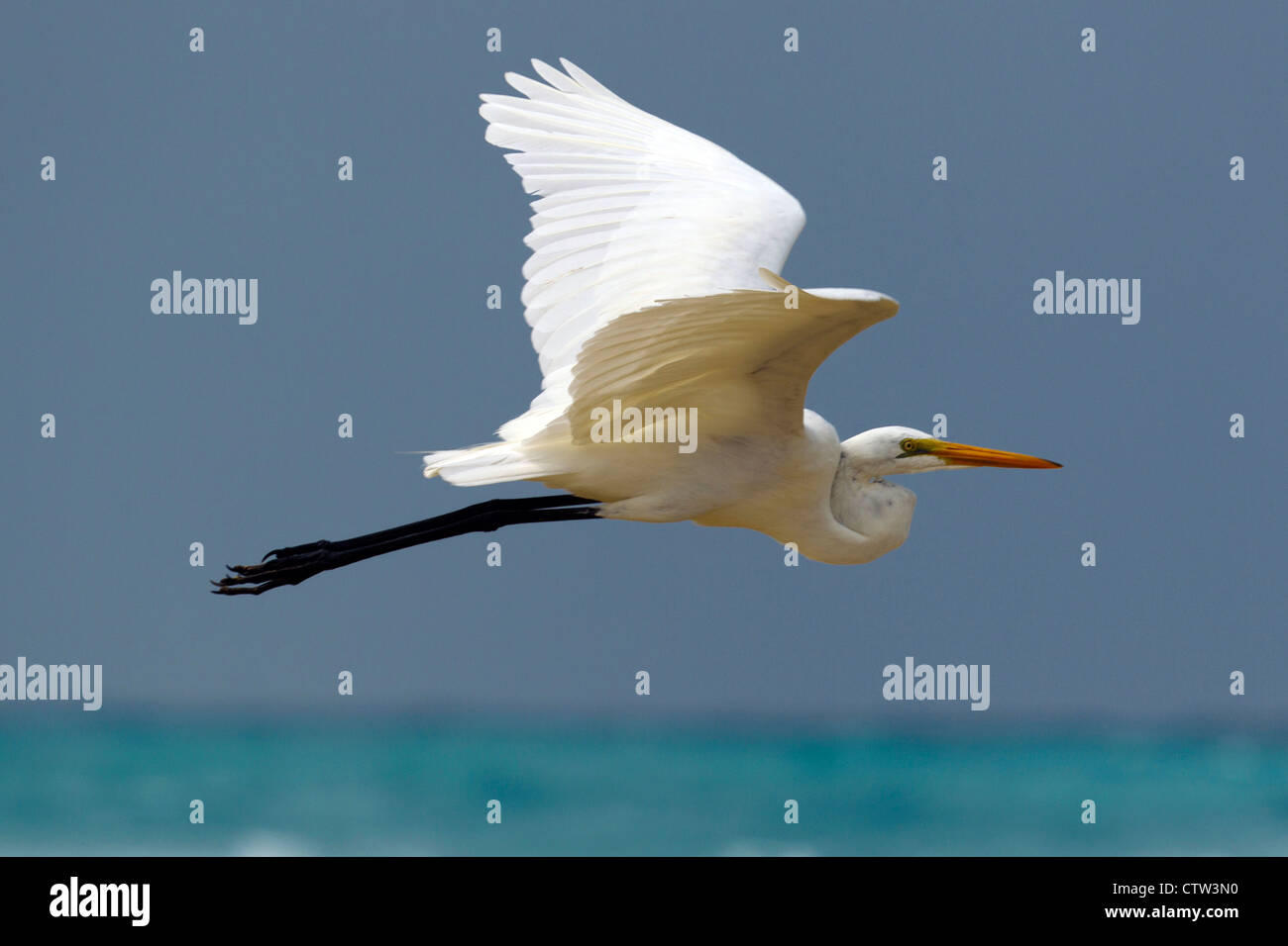A Great Egret (Ardea alba) flying along the coast of Tortuga Bay ...