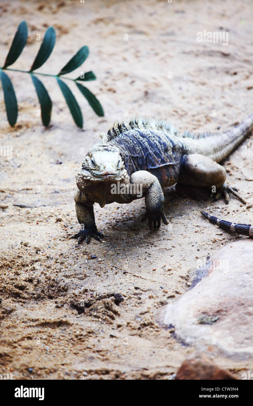 close up lizard in zoo Stock Photo - Alamy