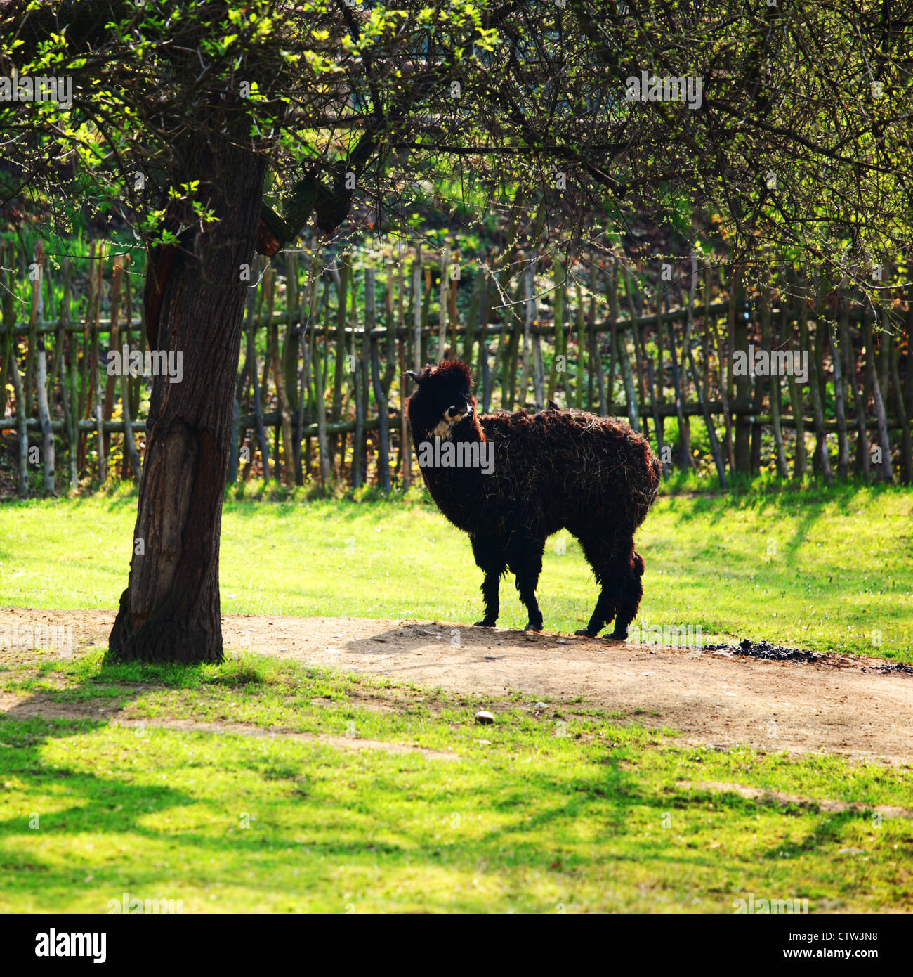 Fluffy brown black sheep hi-res stock photography and images - Alamy