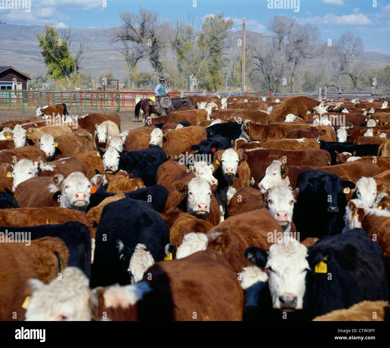 Cattle feedlot colorado hi-res stock photography and images - Alamy
