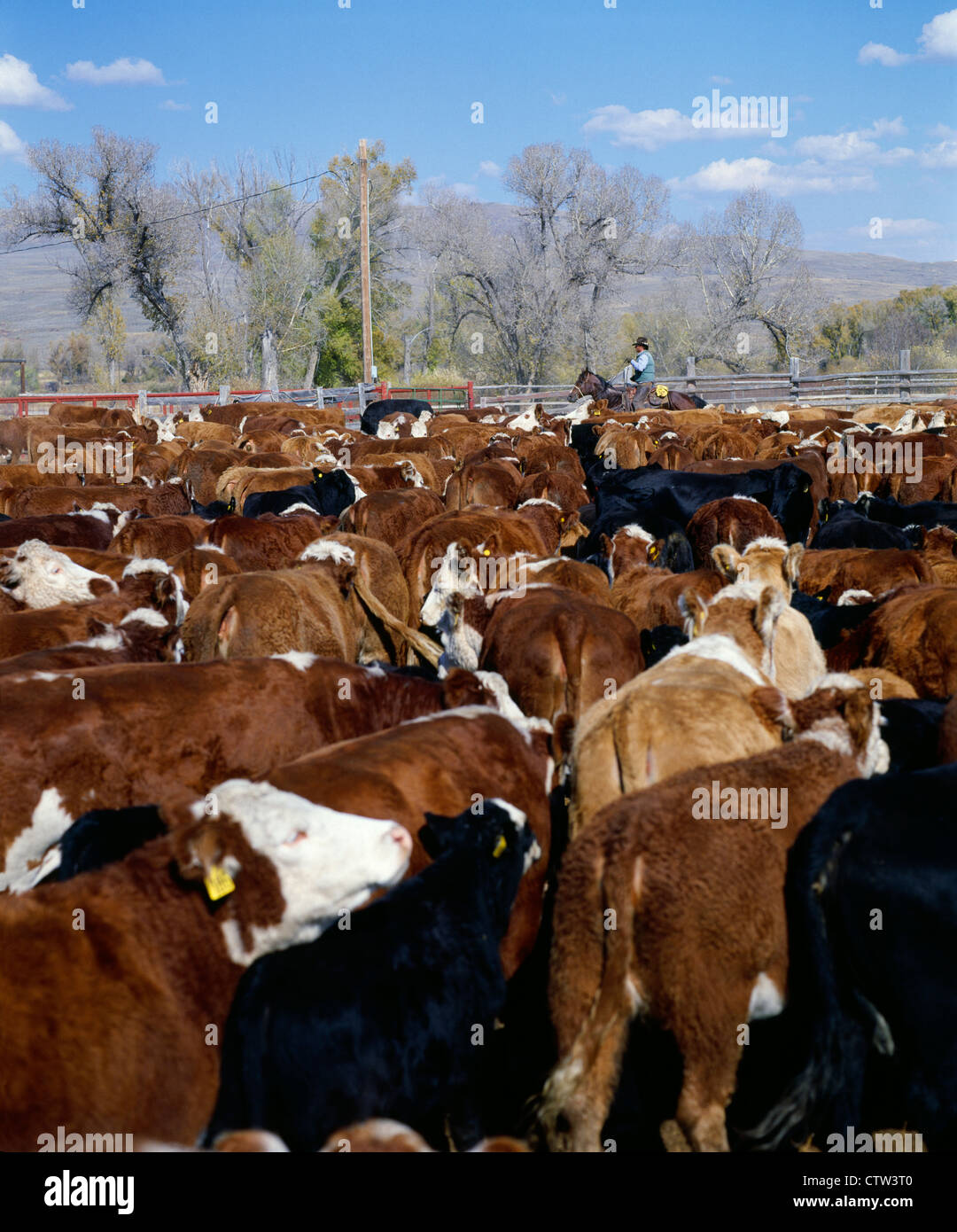 Cattle feedlot colorado hi-res stock photography and images - Alamy