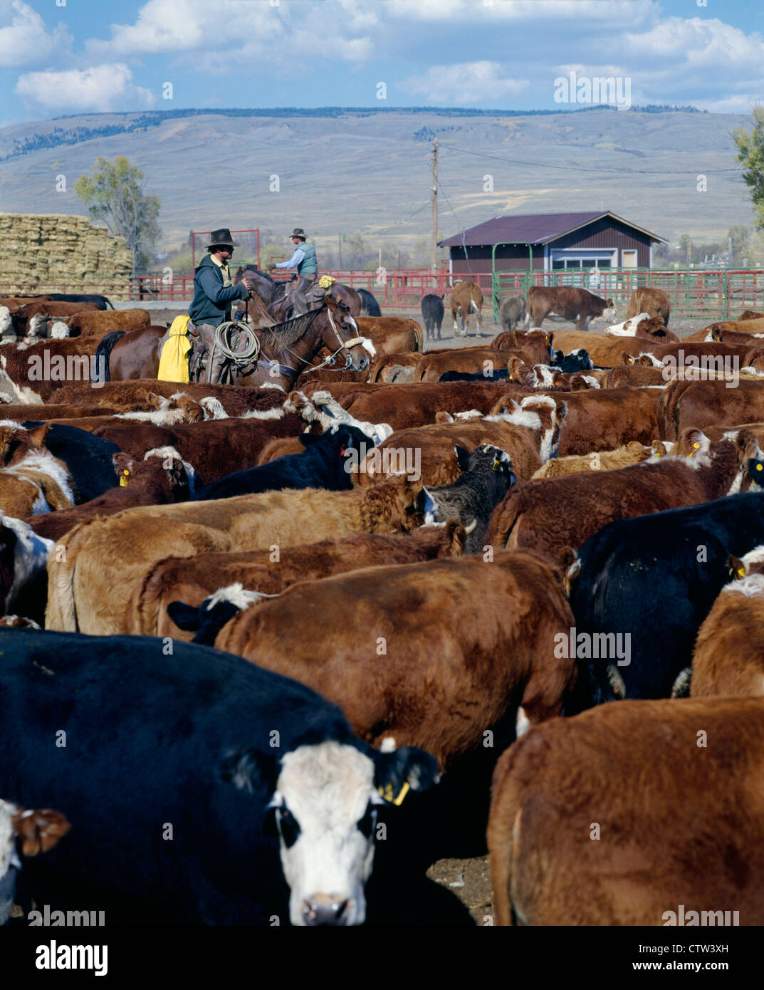 CHECKING COW-CALF HERD IN CORRAL / COLORADO Stock Photo - Alamy