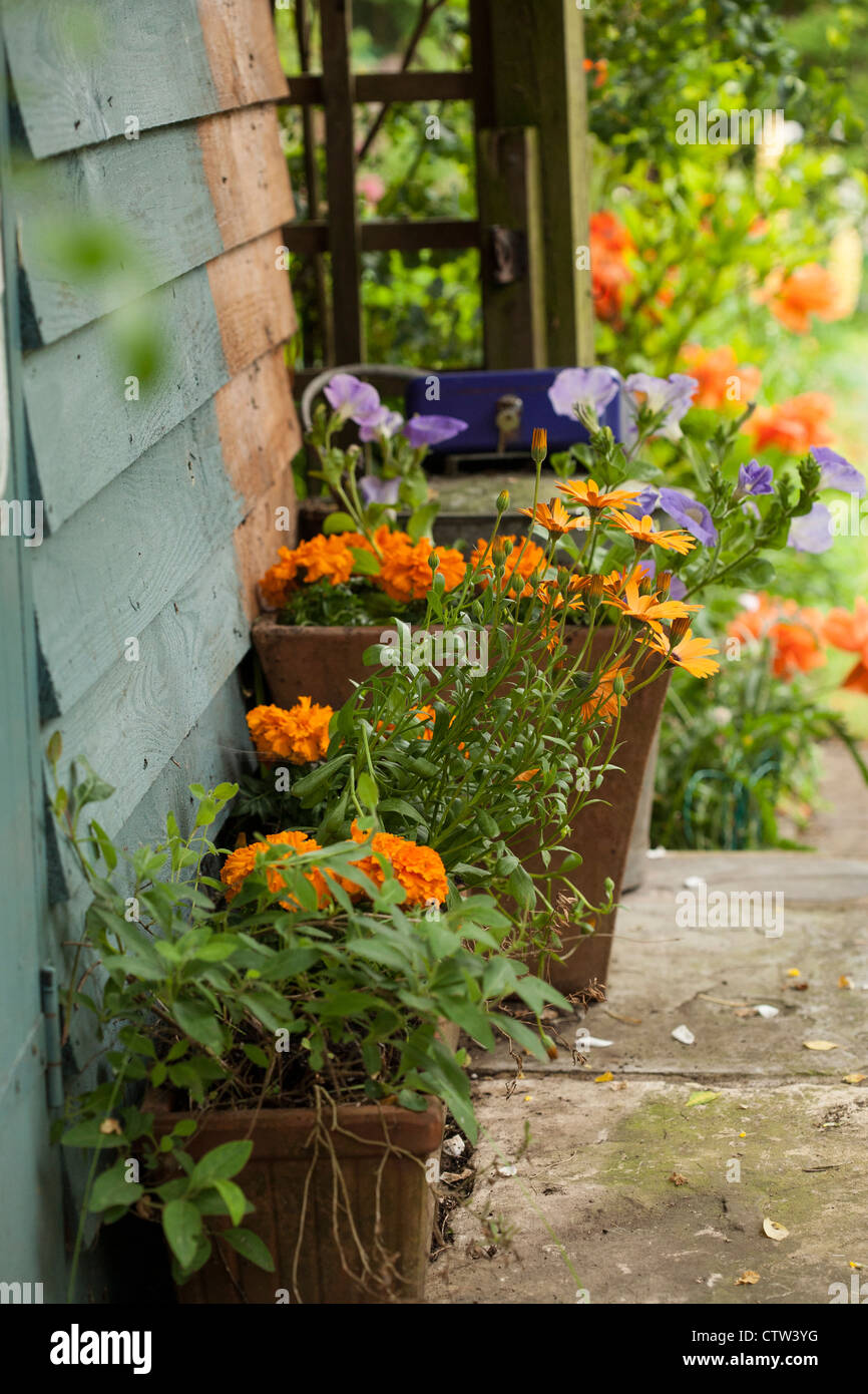 an outdoor scene of plants Stock Photo - Alamy