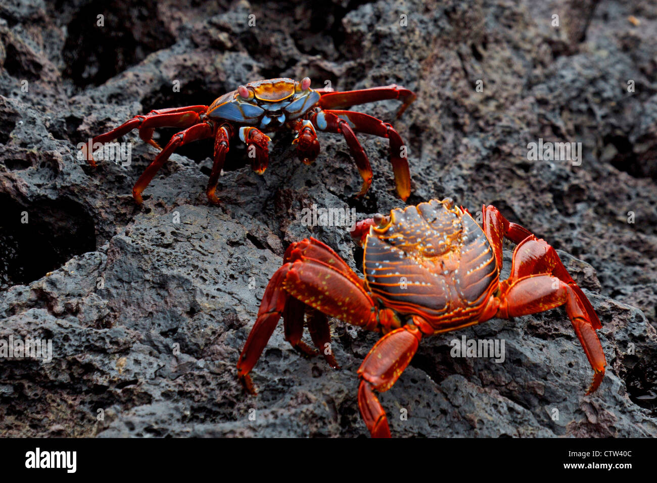 Pair of crabs hi-res stock photography and images - Alamy