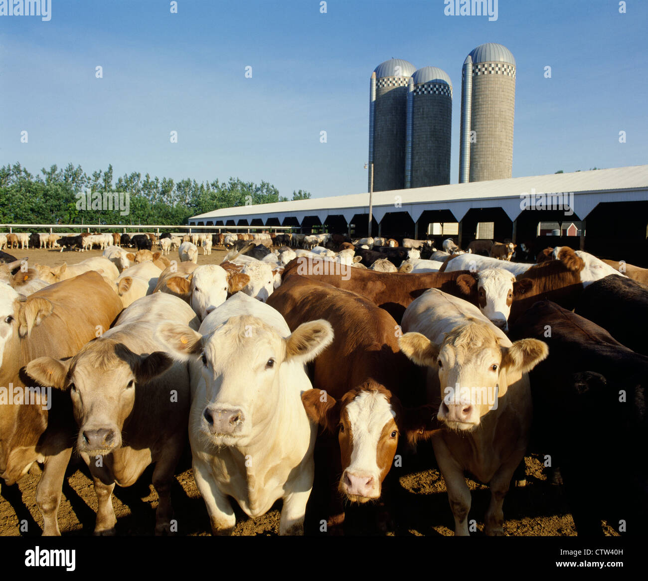 MARKET WEIGHT STEERS IN FARMER FEEDLOT / IOWA Stock Photo - Alamy
