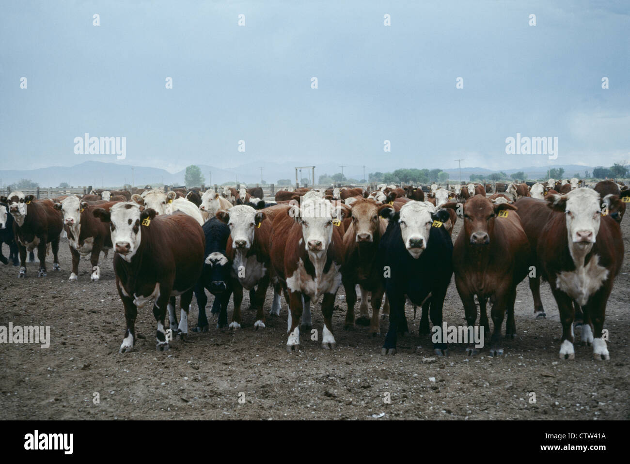 Livestock crossbred mixed beef cattle hi-res stock photography and ...