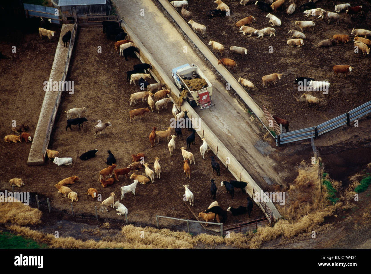 AERIAL VIEW OF BEEF CATTLE BEING FED SILAGE IN CONFINED LOT / IOWA ...