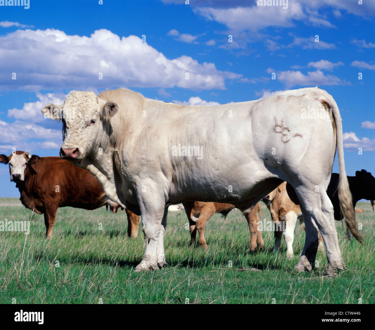 CHAROLAIS BULL / COLORADO Stock Photo - Alamy