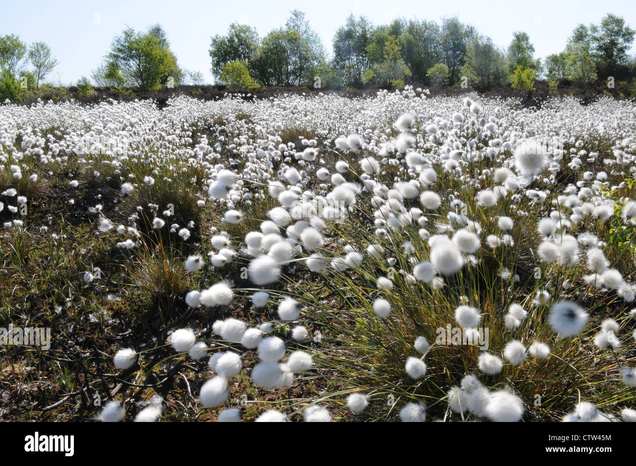 Bog cotton covers acres of Emlagh bog, Kells, County Meath, Ireland ...